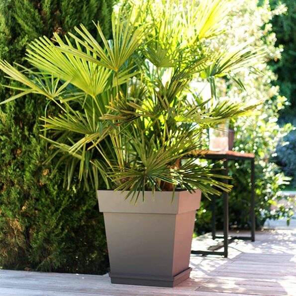 Palmier En Pot Pour Terrasse – Quel Palmier Mettre En Pot – AJRUZ